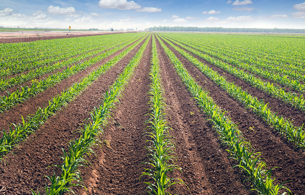 Agriculture products