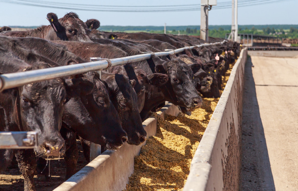 Feed production software for livestock and dairy operations